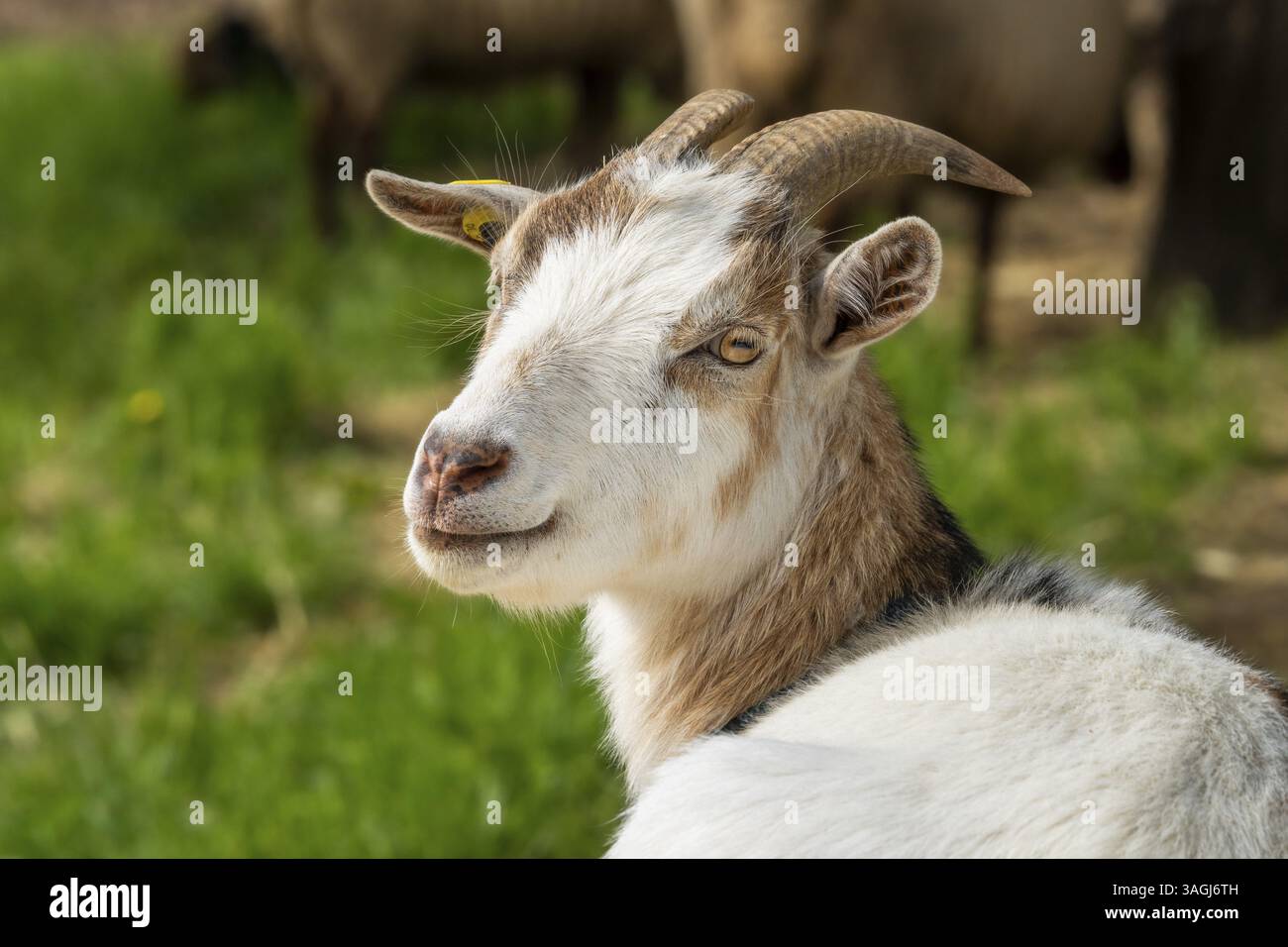Portrait of a domestic goat, pied, tricoloured. Grazing. Germany Stock ...