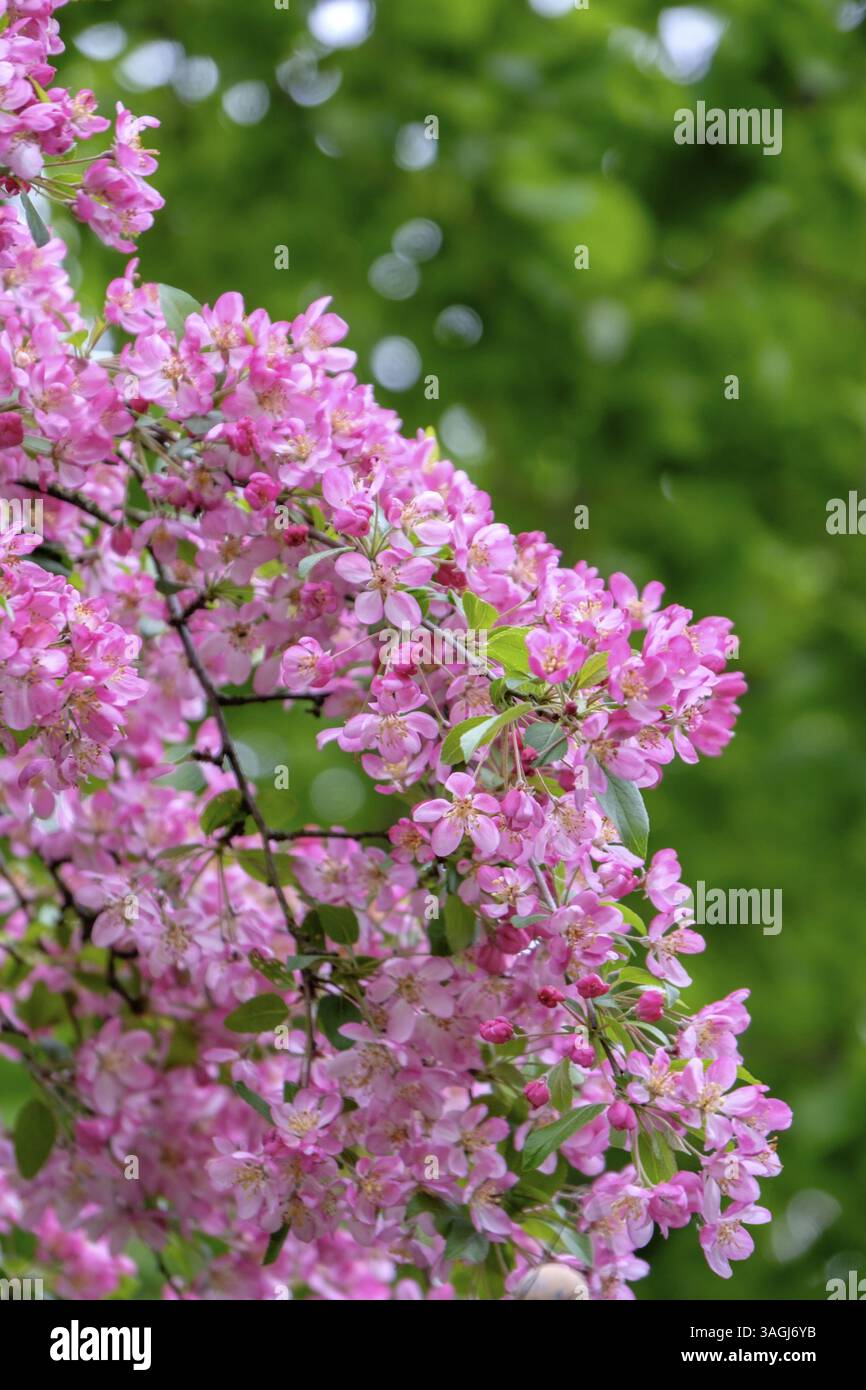 Ornamental apple (Malus spec.), blossoms on a branch, North Rhine ...