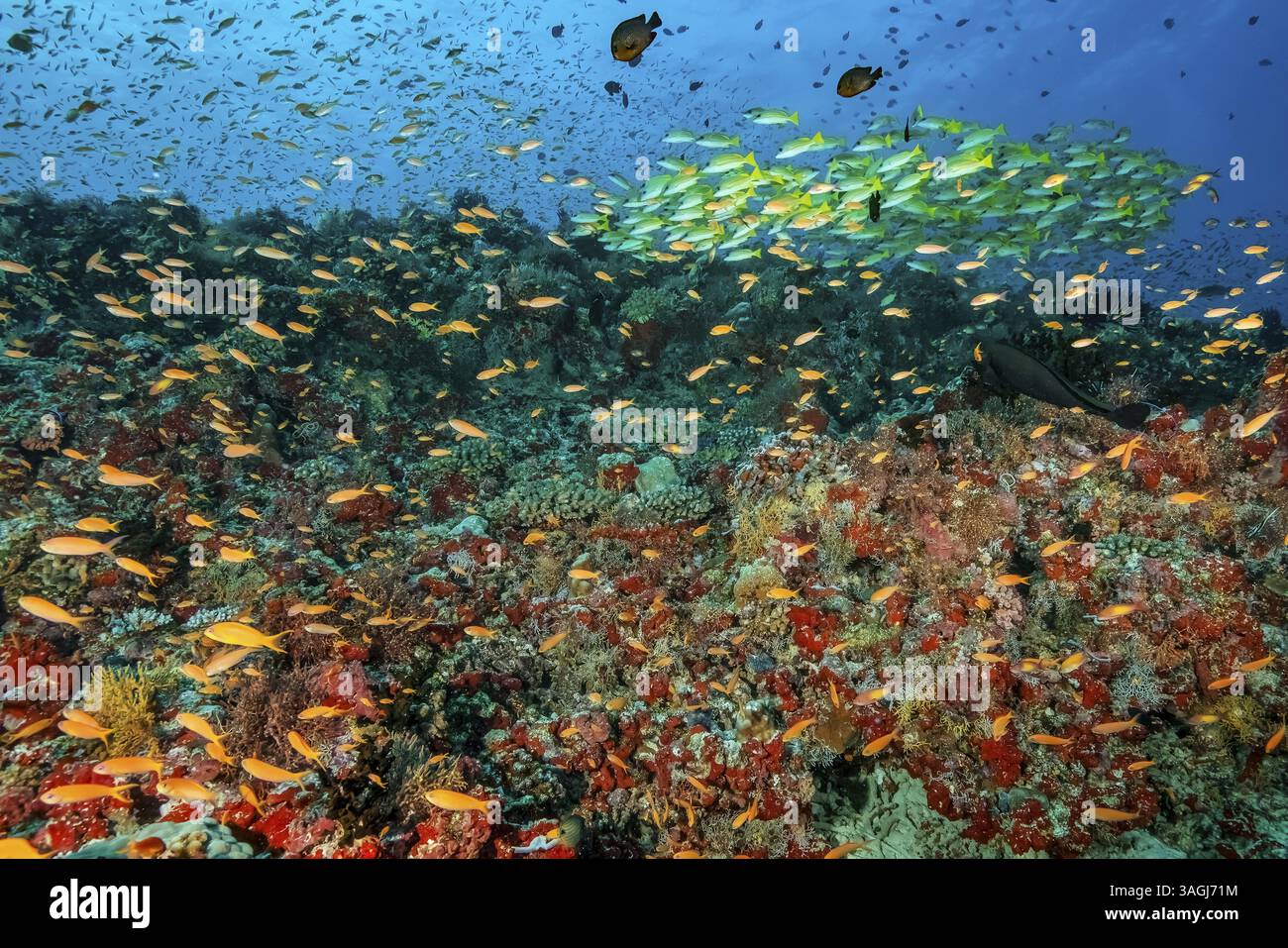 Fish-rich colourful vibrant coral reef of stony corals (Scleractinia ...