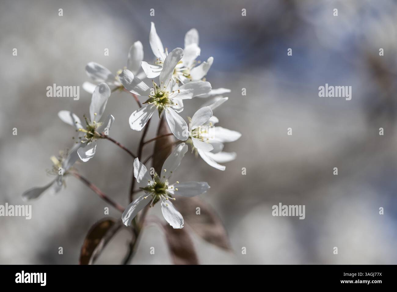 Copper rock pear (Amelanchier lamarckii), Emsland, Lower Saxony ...