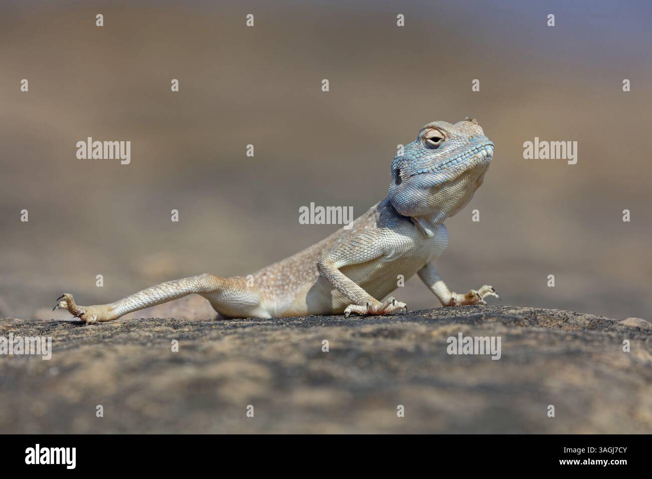 (Pseudotrapelus dhofarensis), Dhofar Desert Agama, agama, lizard ...