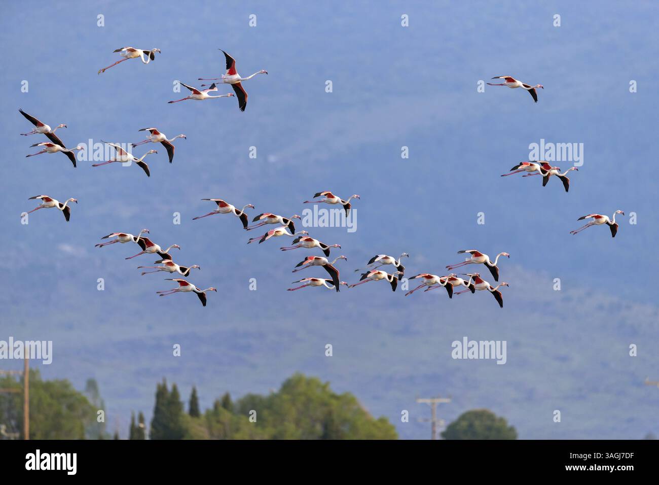 Pink flamingo, (Phoenicopterus ruber), Phoenicopterus roseus, animals ...