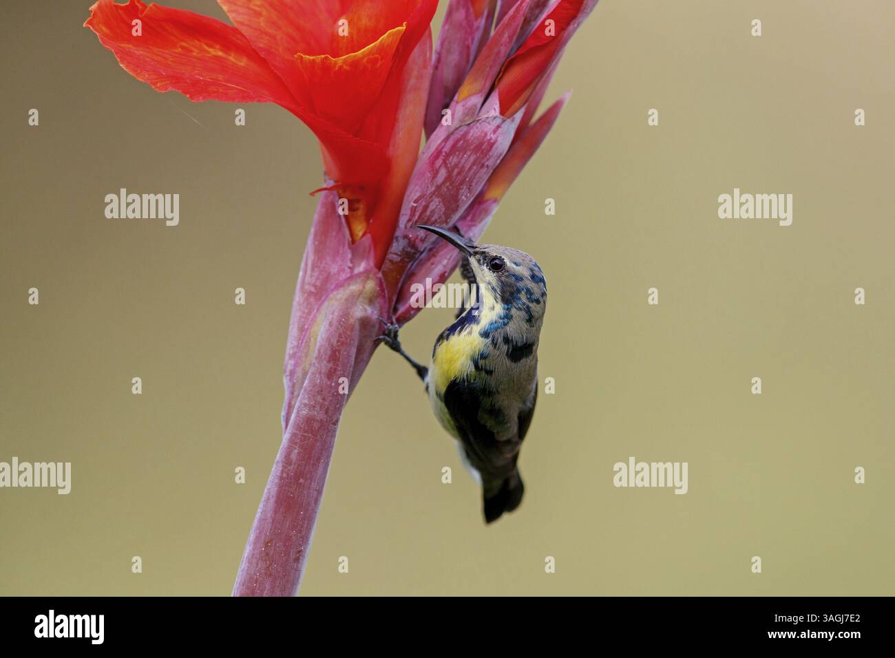 Purple Sunbird, Arachnechthra asiatica, (Cinnyris asiaticus), female ...