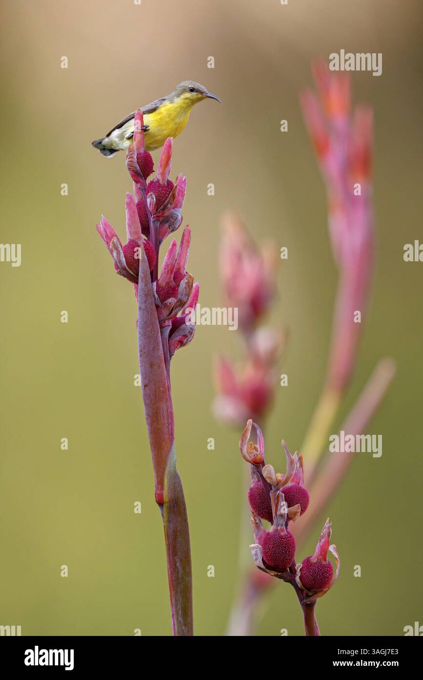 Purple Sunbird, (Cinnyris asiaticus), Nectarinia asiatica, female ...