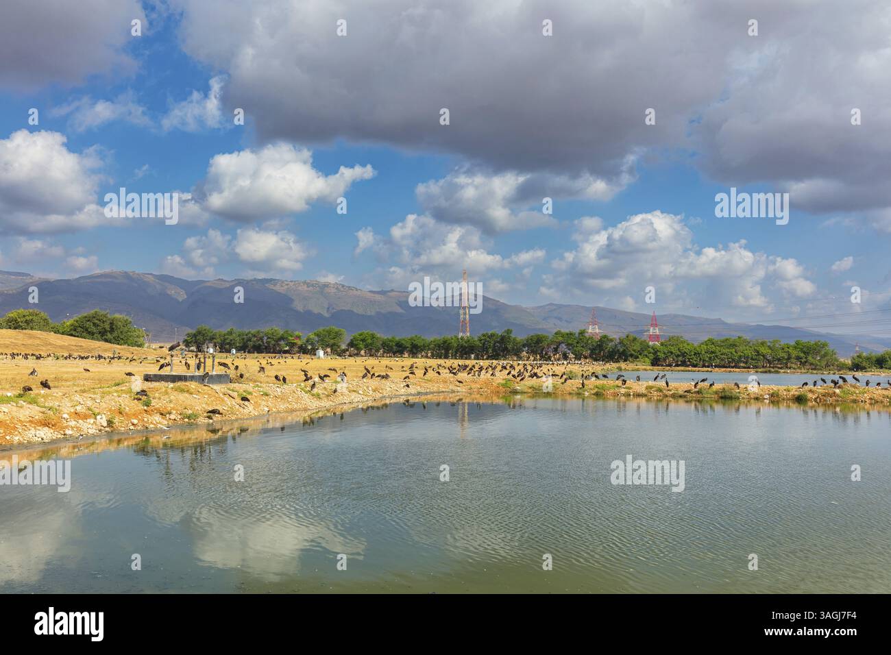 Landscape Oman, Raysut Waste Water Treatment Plant, Tree, Palm ...