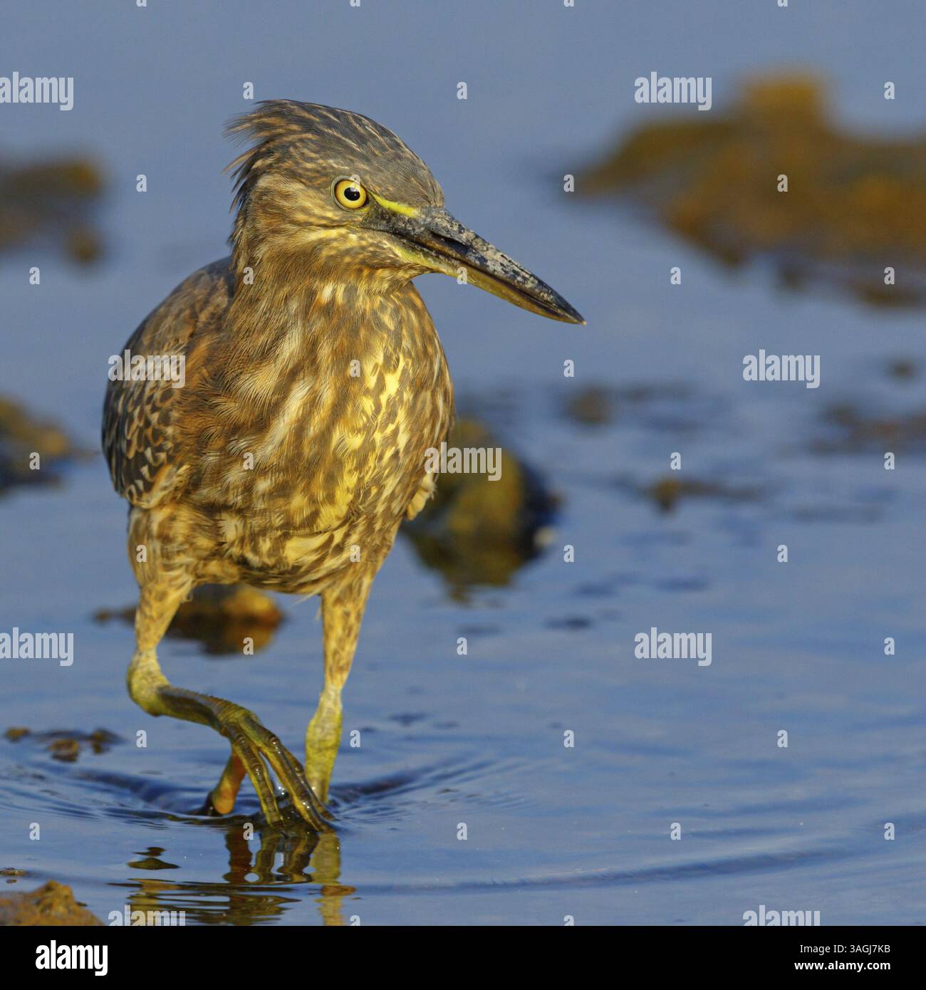 Animals, birds, heron, mangrove heron, (Butorides striatus), foraging ...