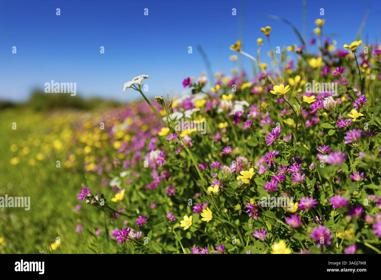 Landscape Greece, island Lesbos, flower meadow, spring, flowers, Lesbos ...