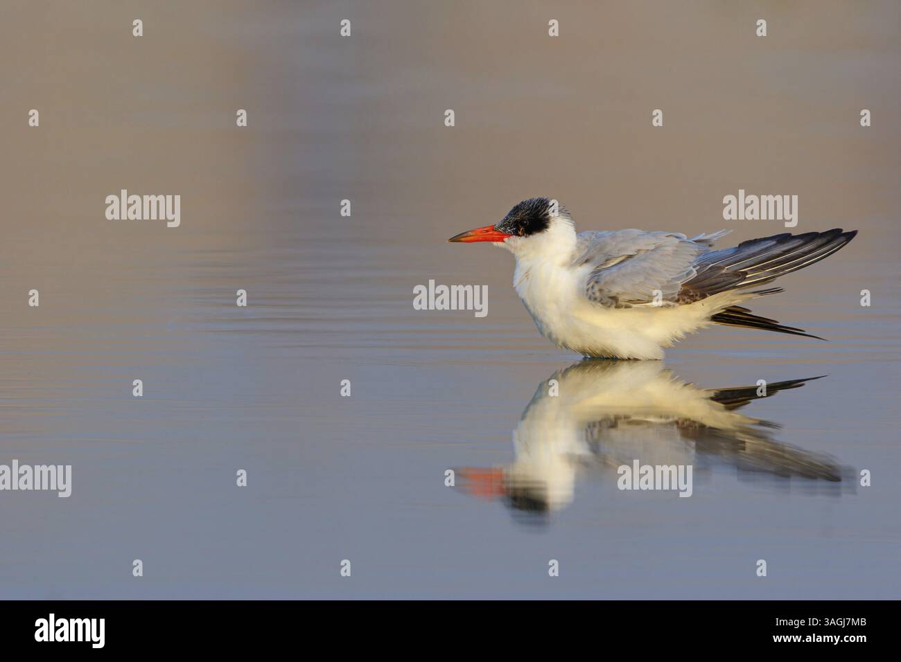 Caspian Tern, Sterna caspia, (Hydroprogne caspia, Syn: Sterne caspienne ...