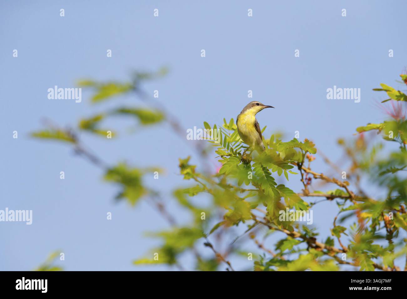 Purple Sunbird, (Cinnyris asiaticus), Nectarinia asiatica, female ...