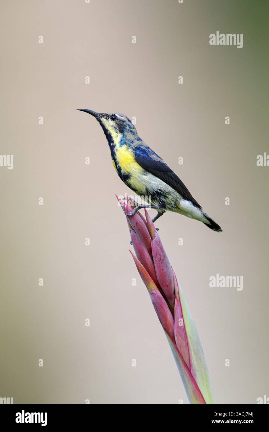 Purple Sunbird, (Cinnyris asiaticus), male, perch, animals, birds ...
