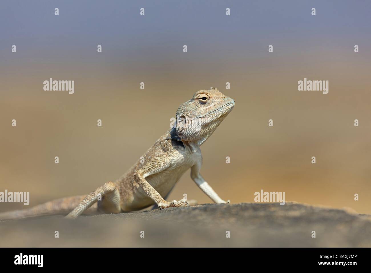 (Pseudotrapelus dhofarensis), Dhofar Desert Agama, agama, lizard ...