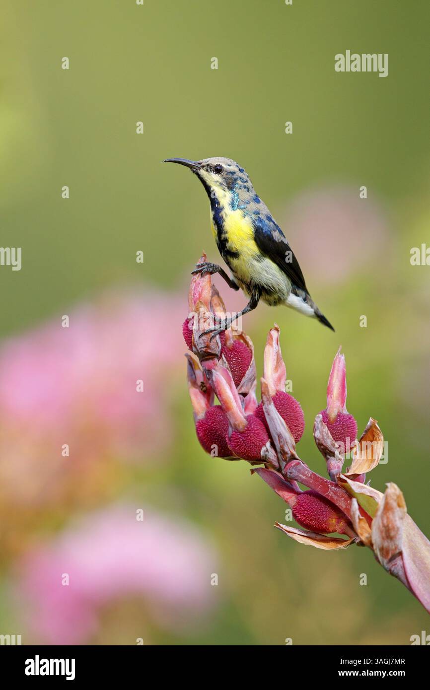 Purple Sunbird, (Cinnyris asiaticus), male, perch, animals, birds ...