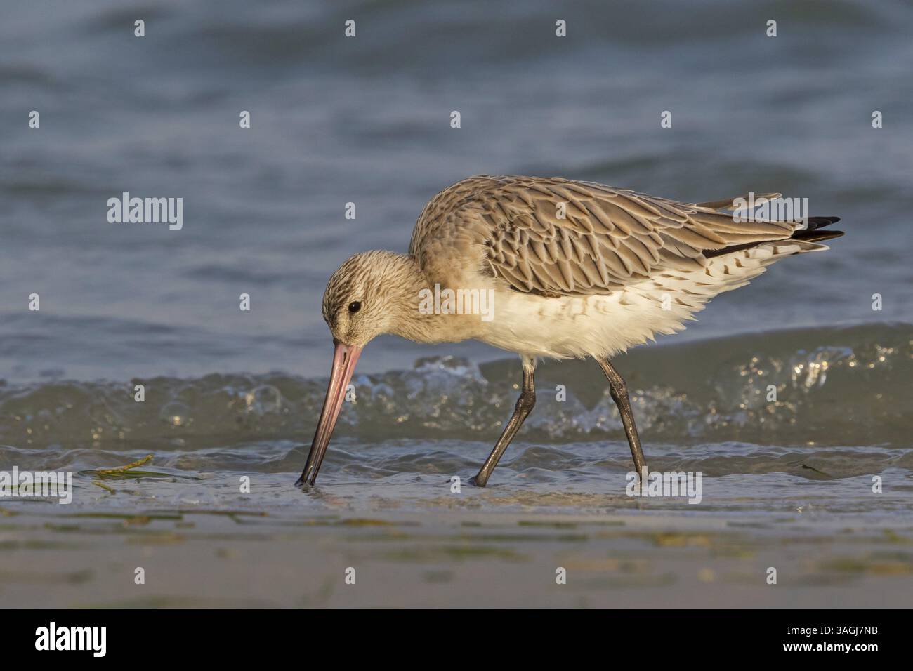 Bar-tailed godwit, (Limosa lapponica), foraging, waters, biotope ...