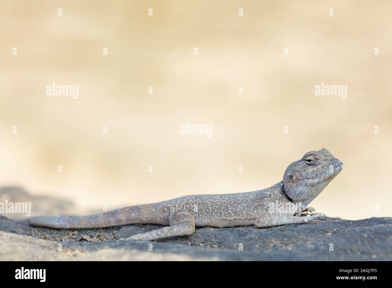 (Pseudotrapelus dhofarensis), Dhofar Desert Agama, agama, lizard ...