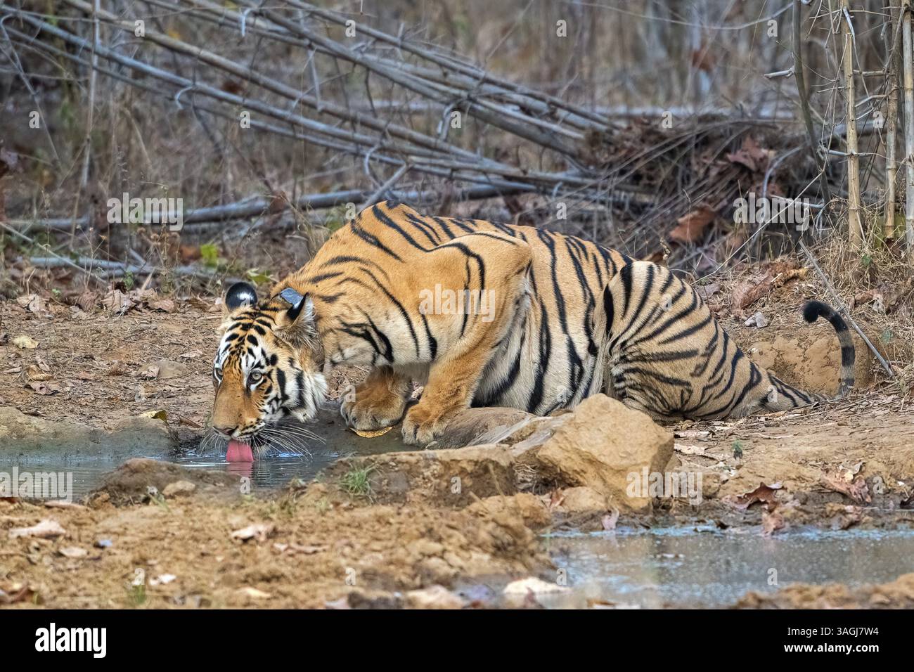 Tiger (Panthera tigris), Bengal tiger or Indian tiger, big cat ...