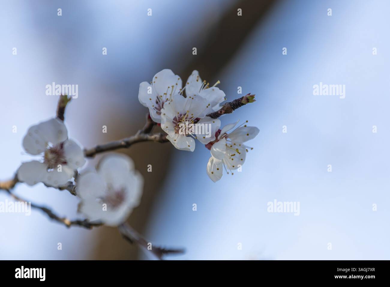 Apricot tree blooms in spring hi-res stock photography and images - Alamy