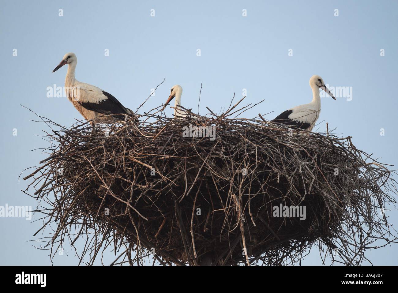 Three storks in the nest Stock Photo - Alamy