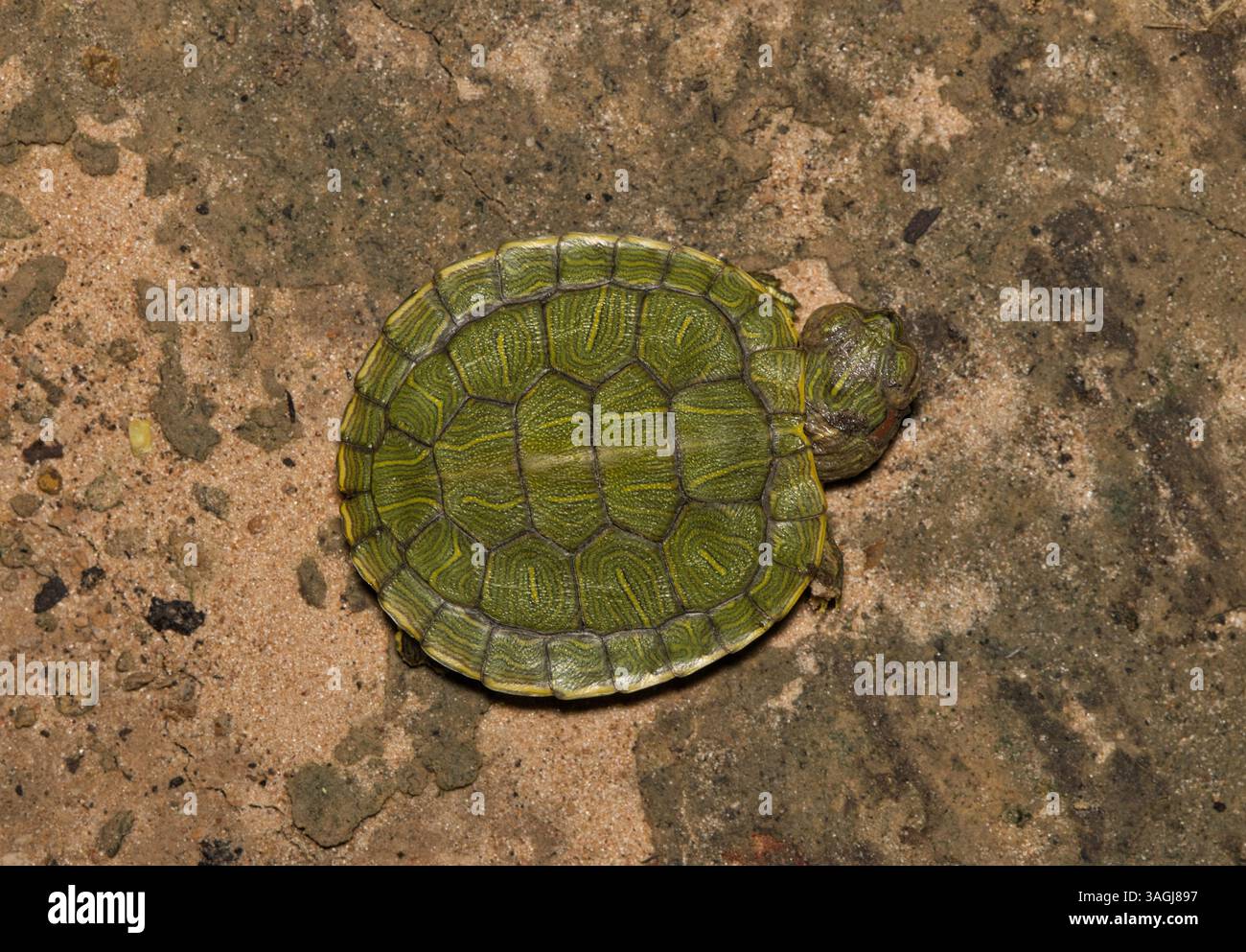 Baby Red-eared terrapin turtle Trachemys scripta elegans nature ...