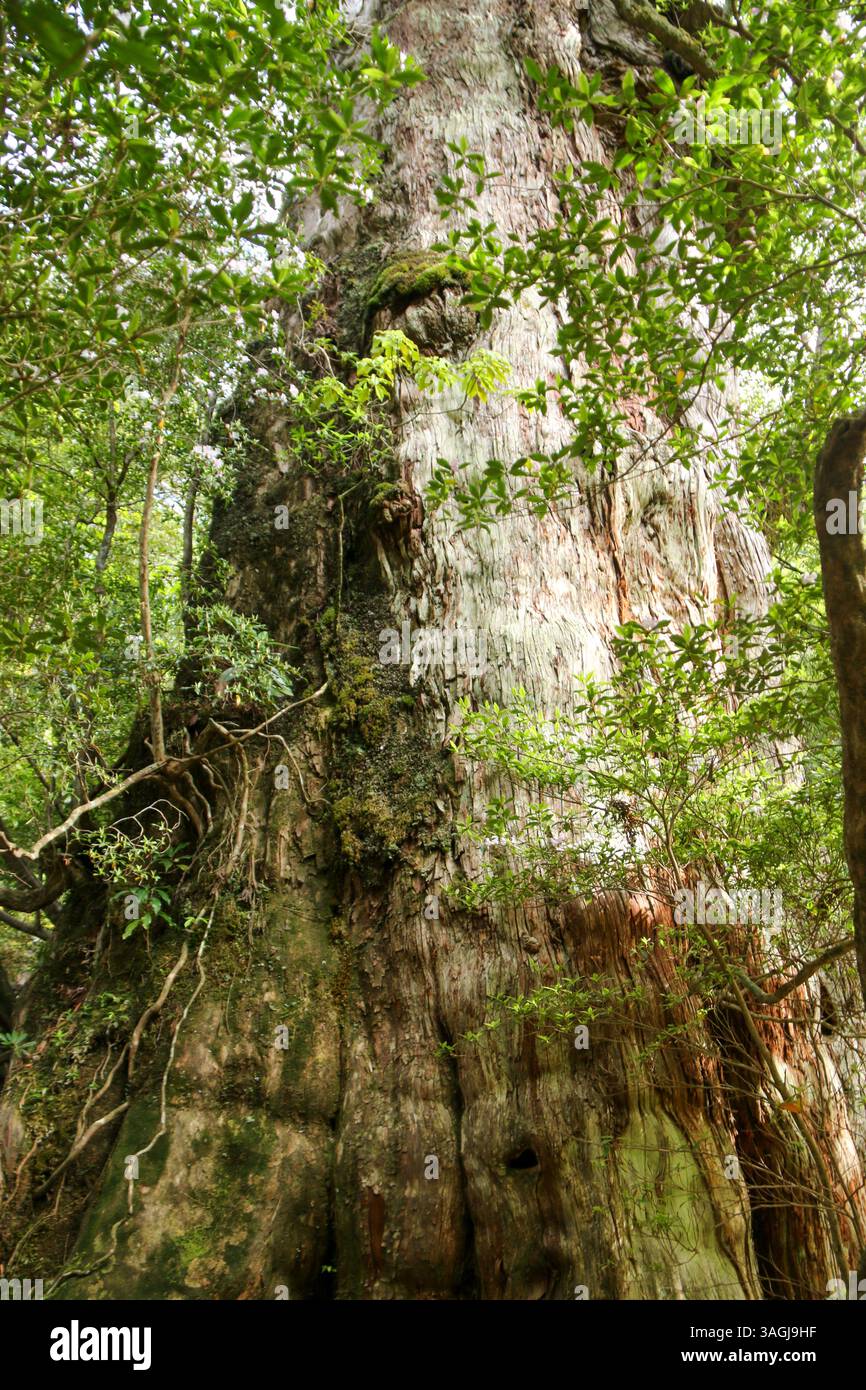 Yakushima island's Yakusugi cedars and moss-covered forest, Shiratani ...