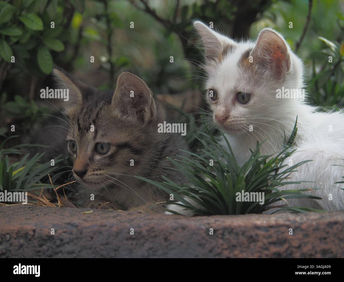 two cute little black and white cats sitting sweetly watching something ...