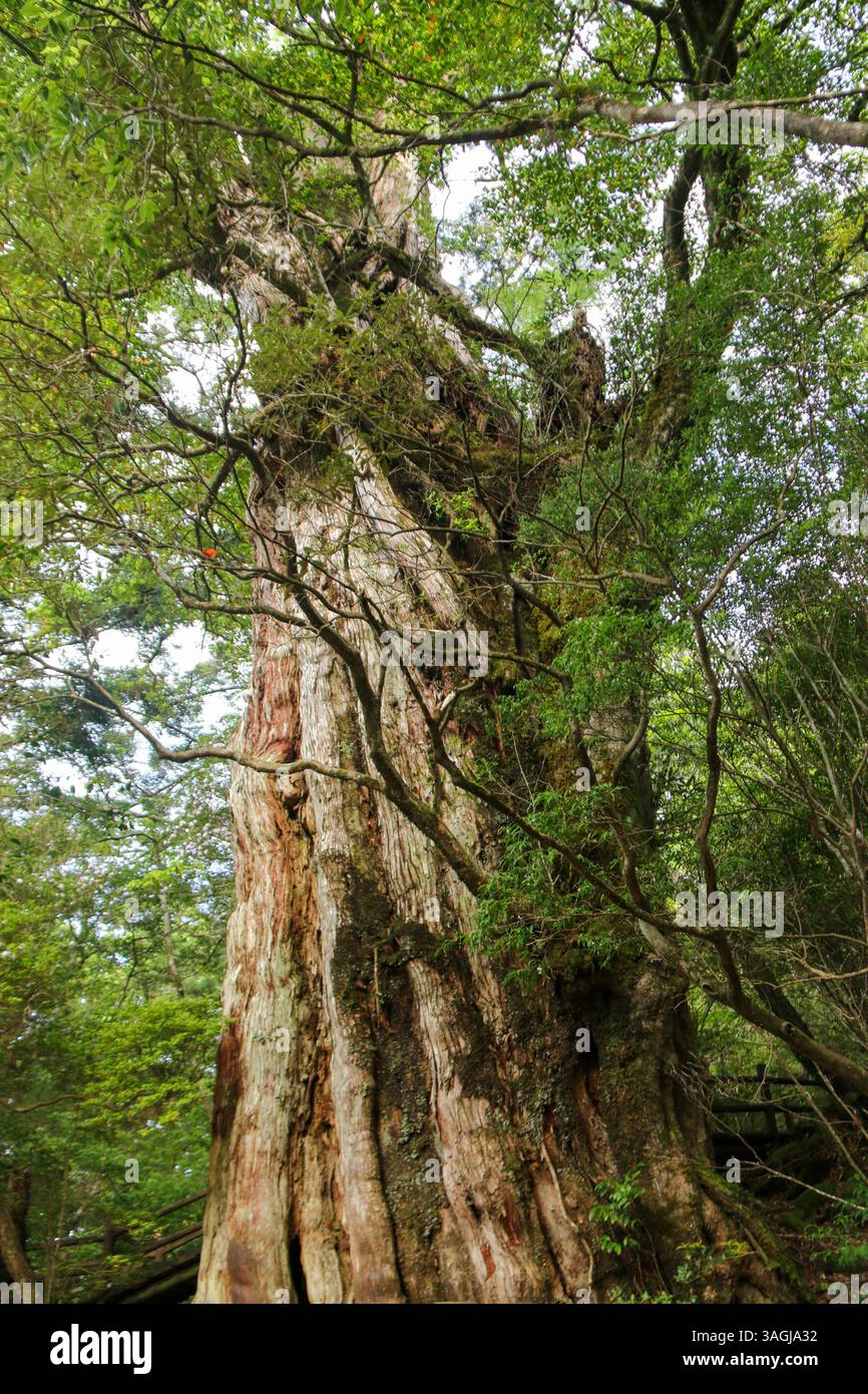 Yakushima island's Yakusugi cedars and moss-covered forest, Shiratani ...