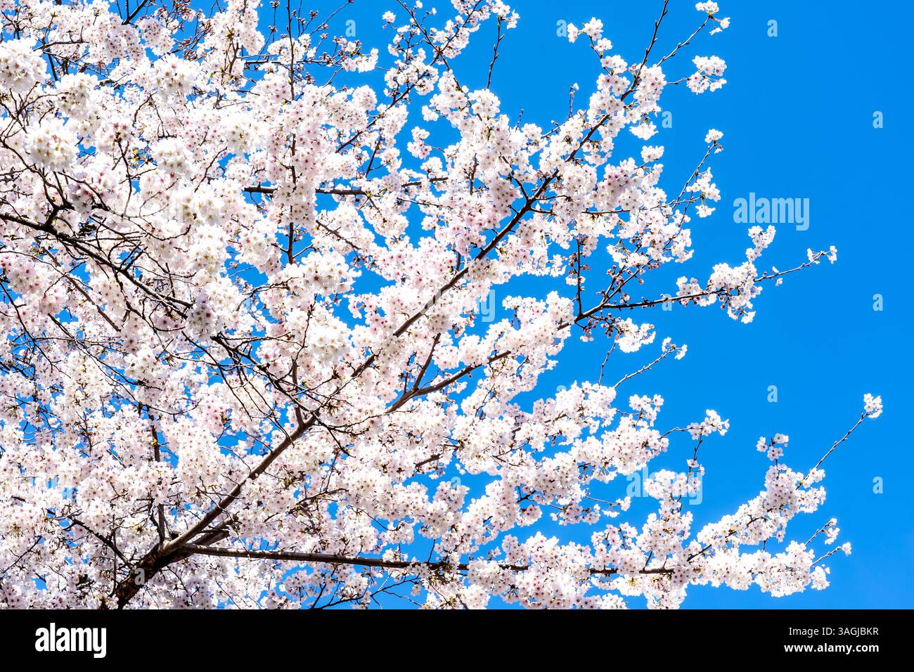 Yoshino cherry (Prunus x yedoensis) tree in bloom with blue sky in ...