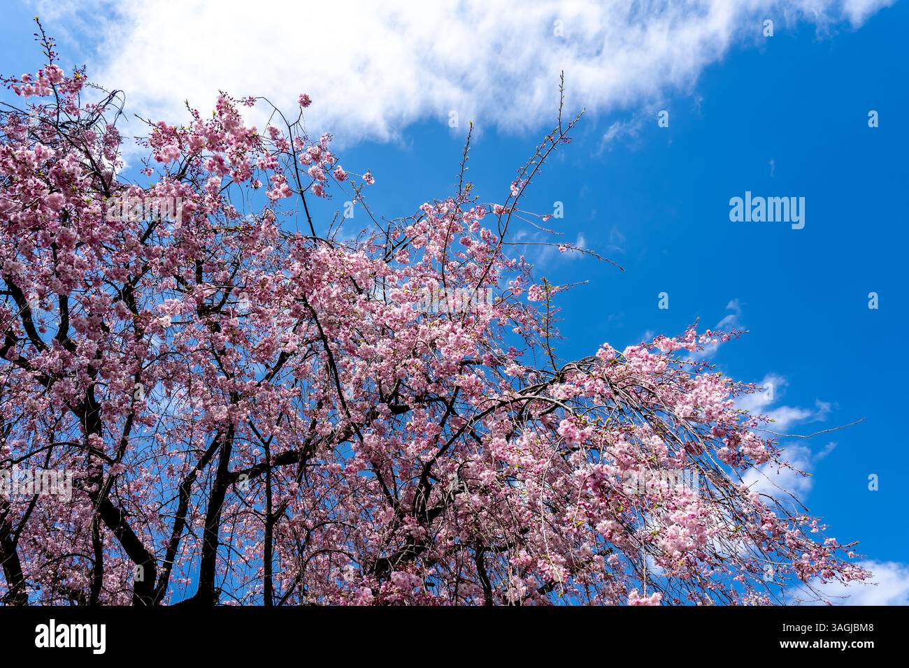 Yoshino cherry (Prunus x yedoensis) tree in bloom with blue sky in ...
