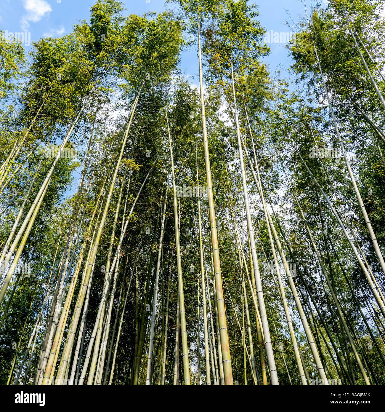 cherry, beauty, color, japan, cherries, branch, spring, beautiful ...