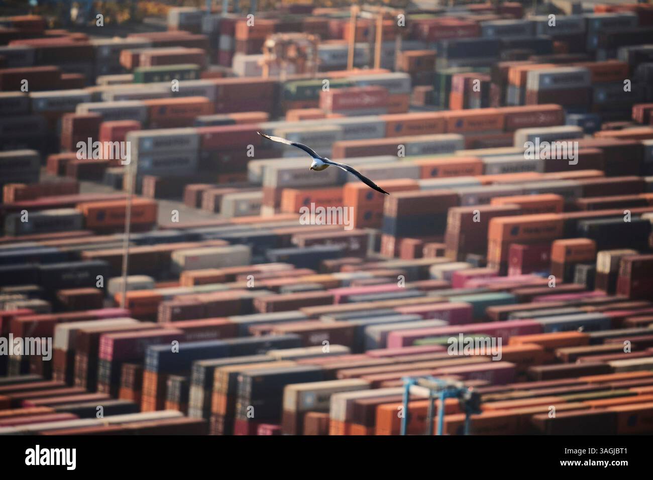 A seagull flies over thousands of containers piled up at the cargo ...