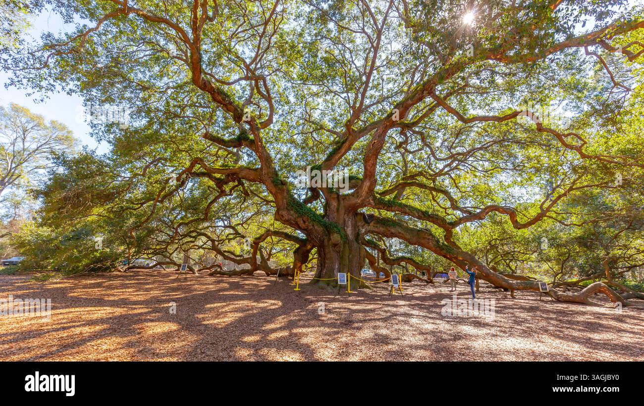 Charleston, South Carolina, USA - February 28, 2020: Angel Oak tree in ...