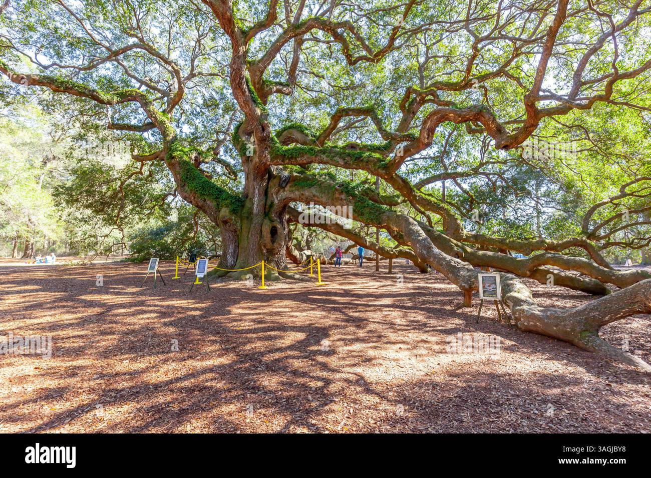 Charleston, South Carolina, USA - February 28, 2020: Angel Oak tree in ...