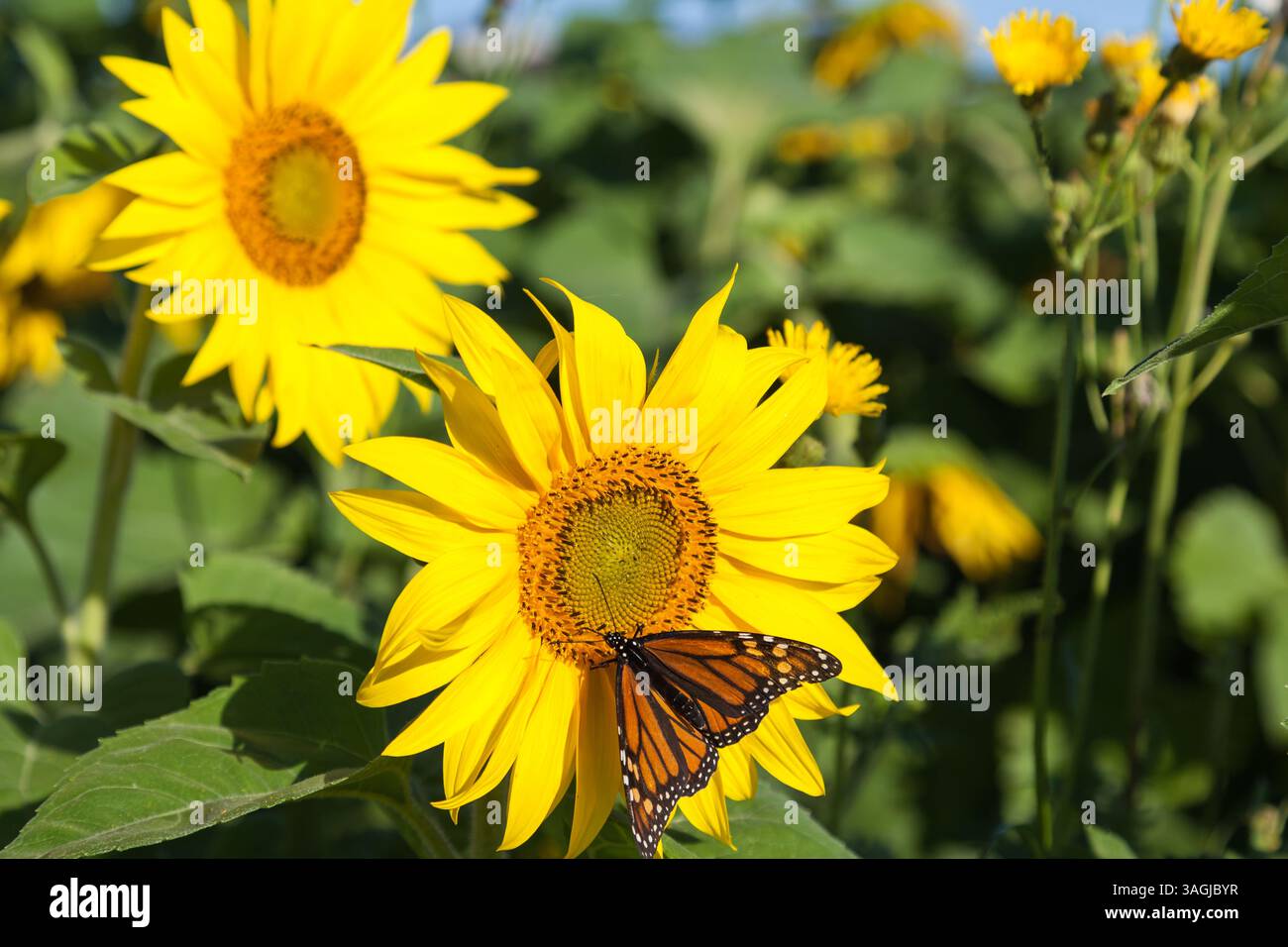 Butterfly on the sunflower Stock Photo - Alamy