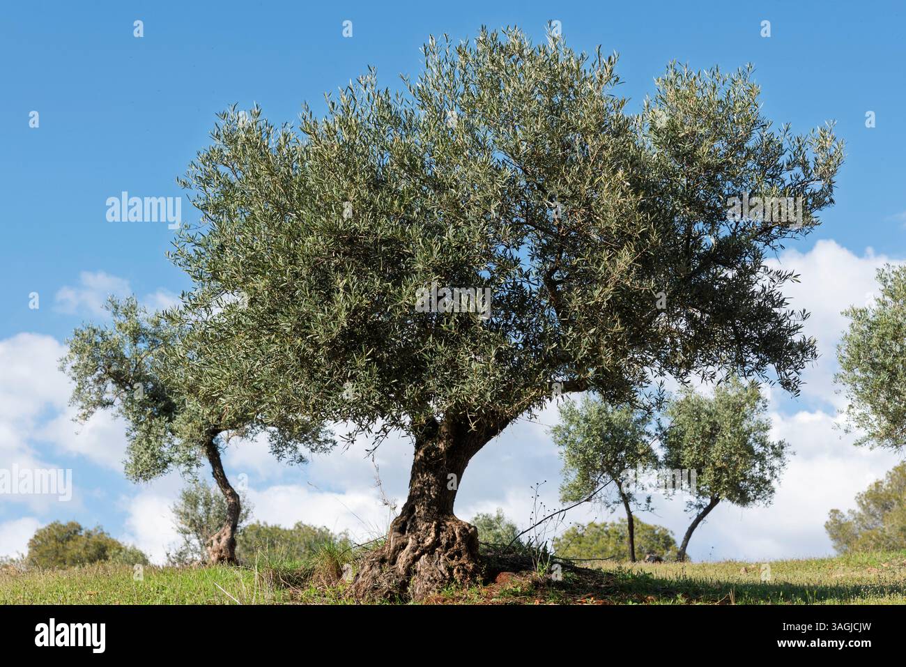 Tronco de un olivo viejo hi-res stock photography and images - Alamy