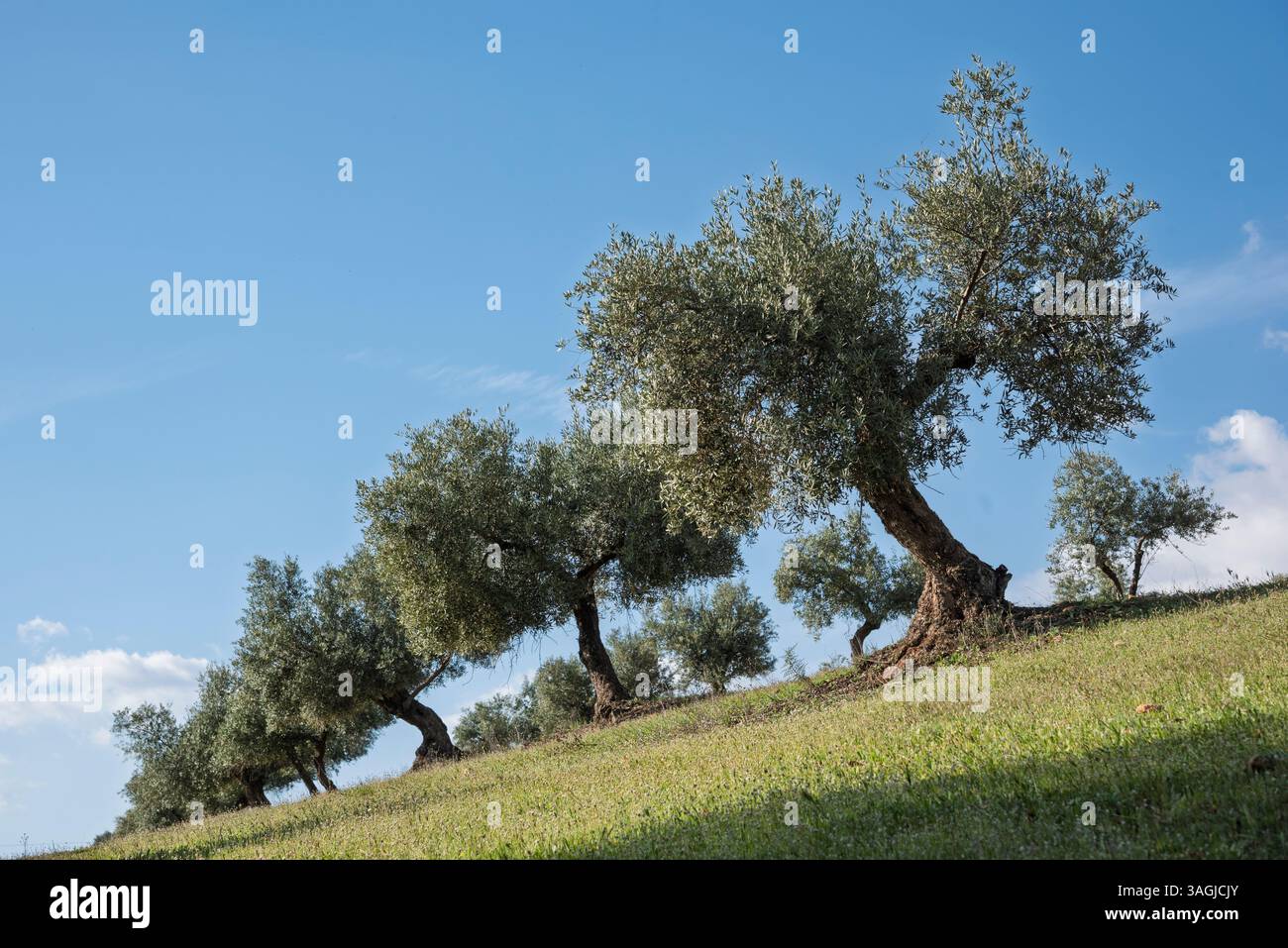 Olivos en primavera, en un olivar de un campo de Andalucía, España ...