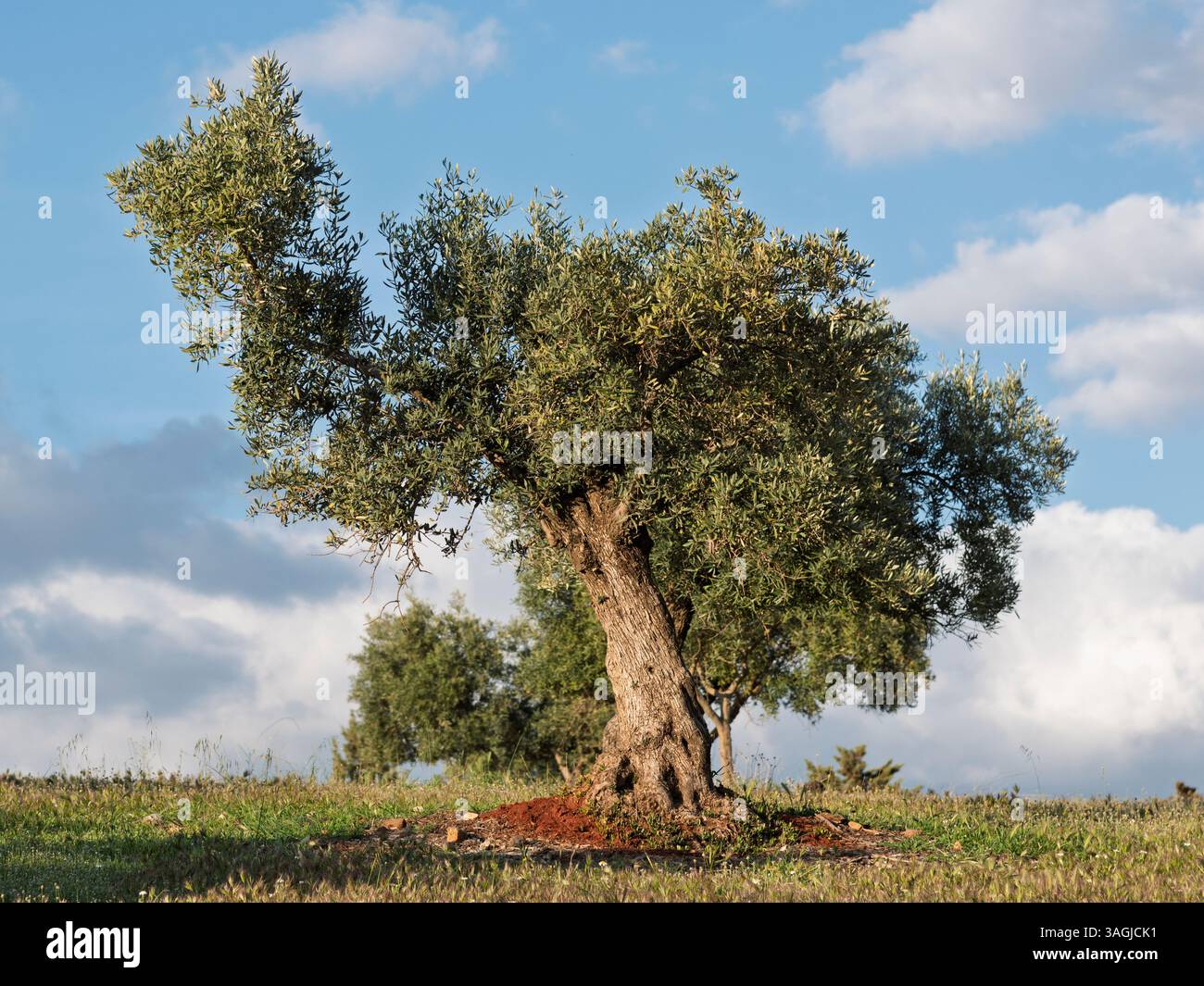 Tierra de aceite hi-res stock photography and images - Alamy