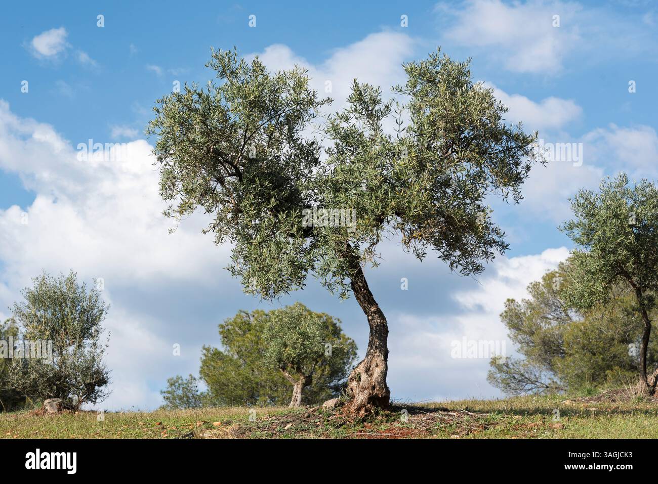 Olivos en primavera, en un olivar de un campo de Andalucía, España ...