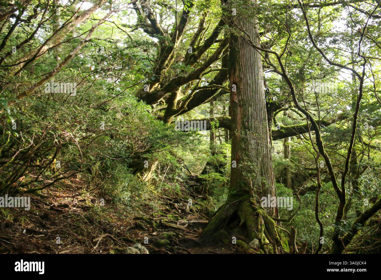 Yakushima island's Yakusugi cedars and moss-covered forest, Shiratani ...