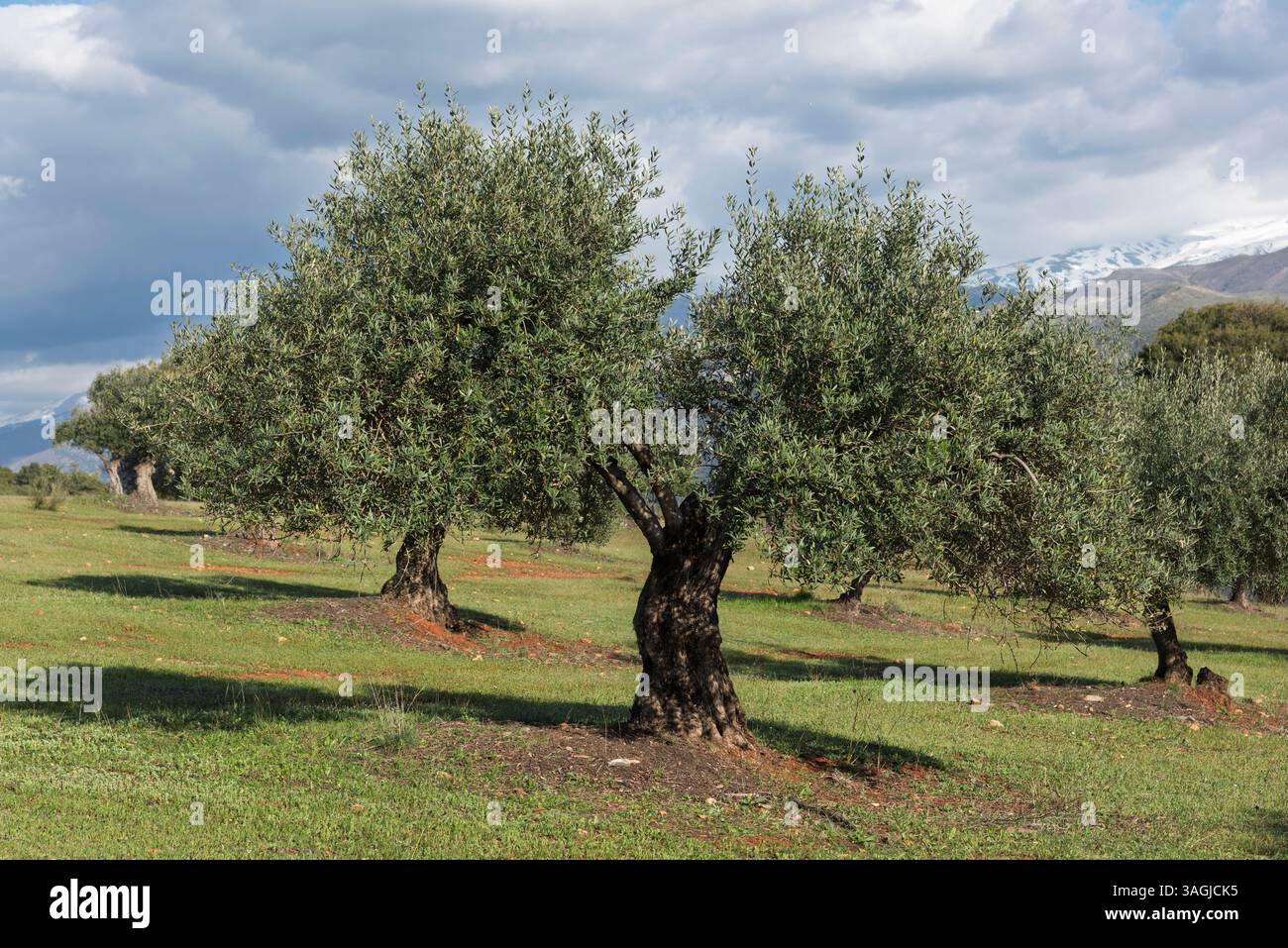 Primavera salud hi-res stock photography and images - Alamy