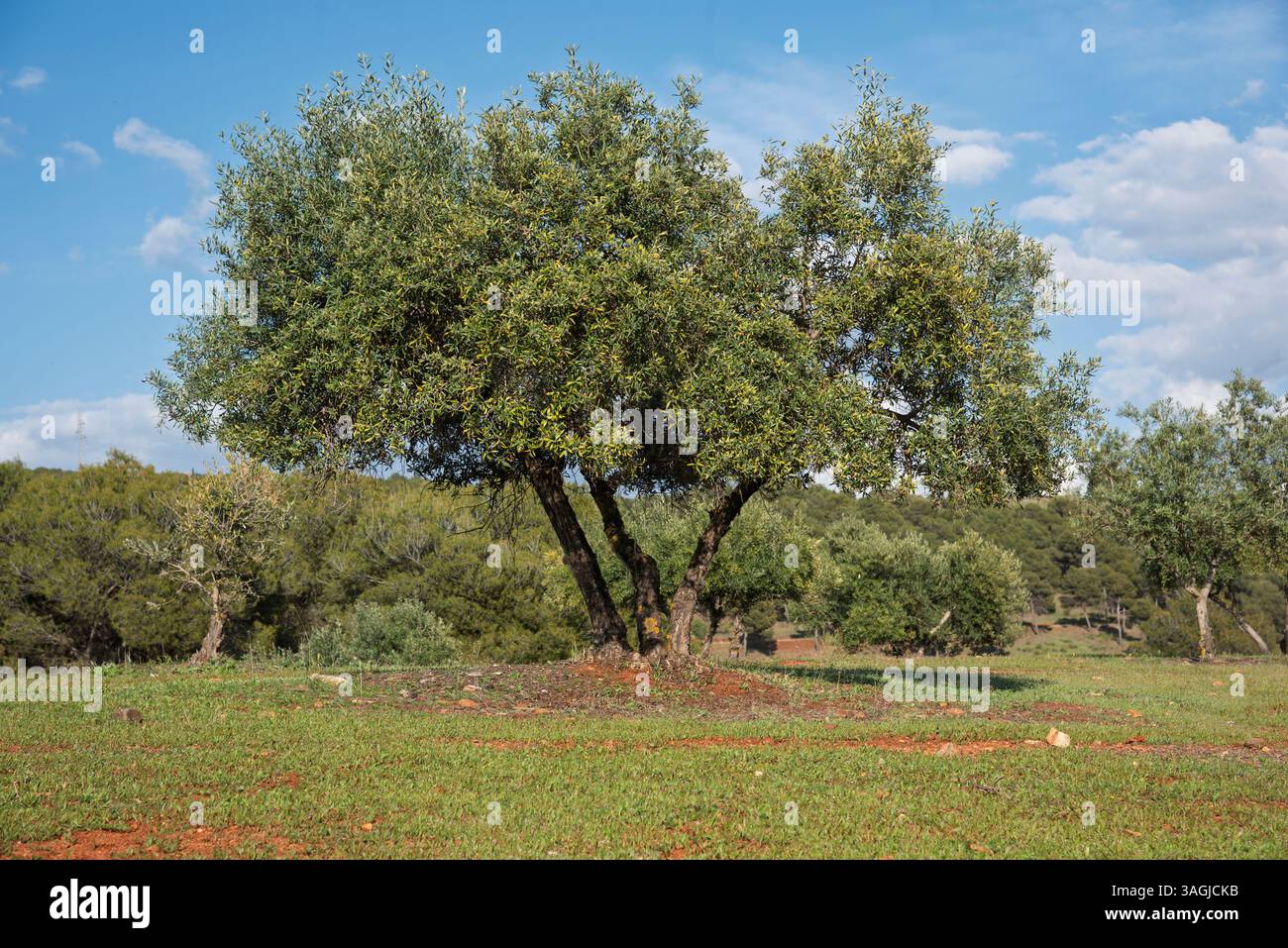 Olivos en primavera, en un olivar de un campo de Andalucía, España ...