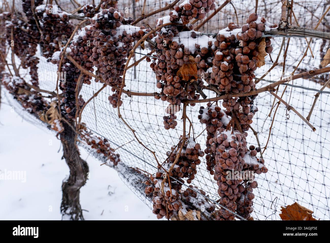 Ice grape hi-res stock photography and images - Alamy