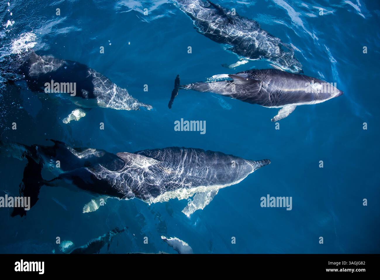 A mixed group of common dolphins and dusky dolphins swimming together ...