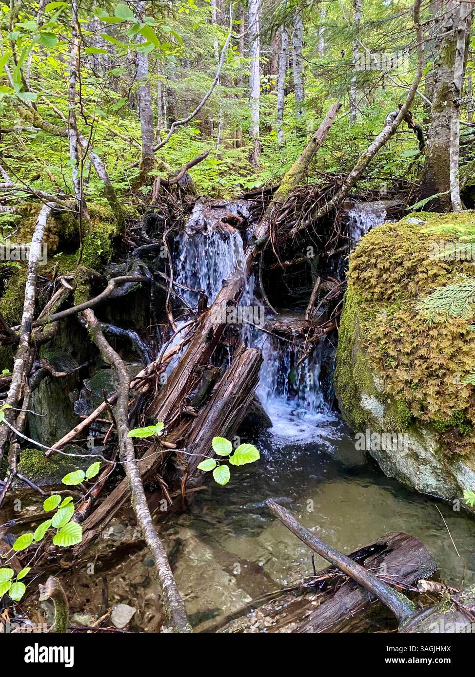Fallen tree in mountain smartphone stock photos and images - Alamy