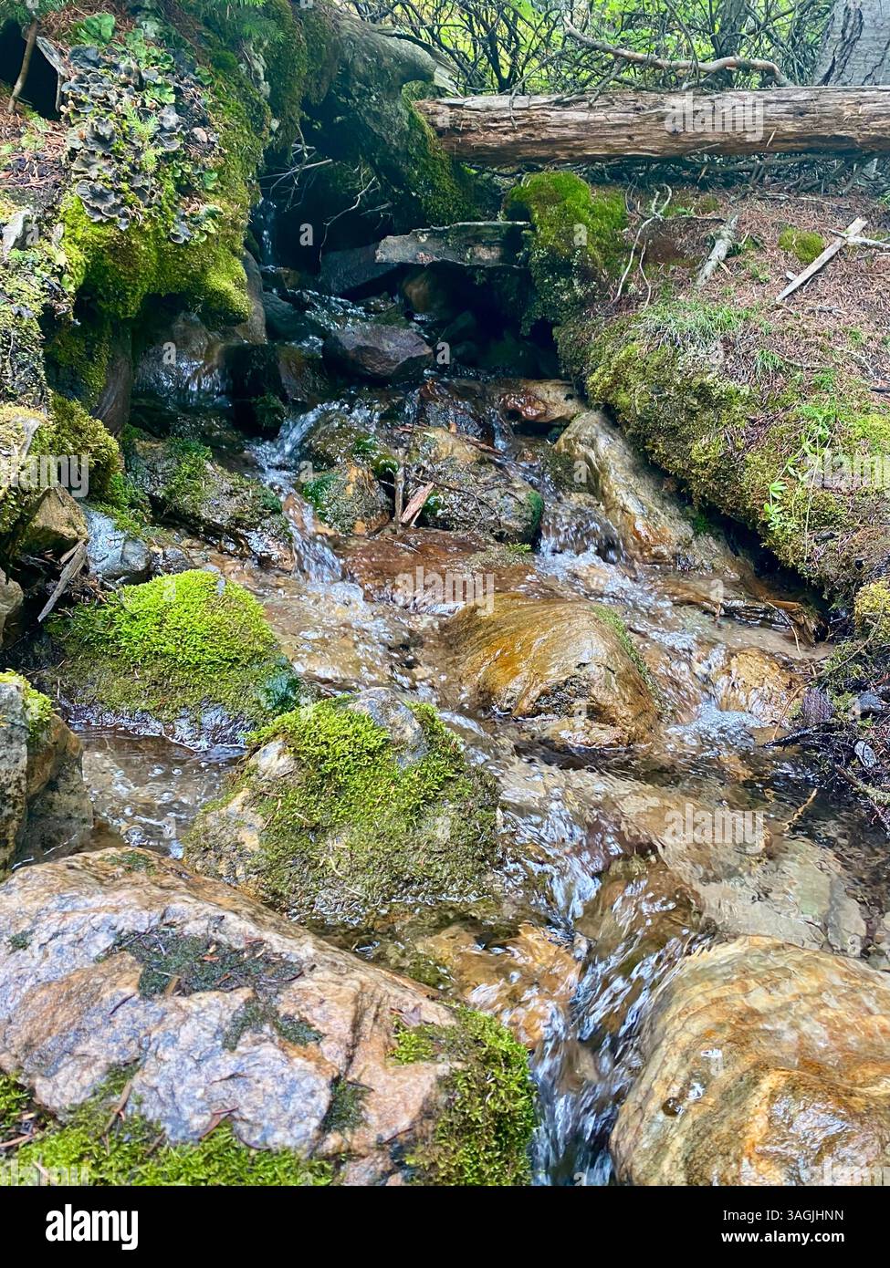 Close up mossy log in smartphone stock photos and images - Alamy