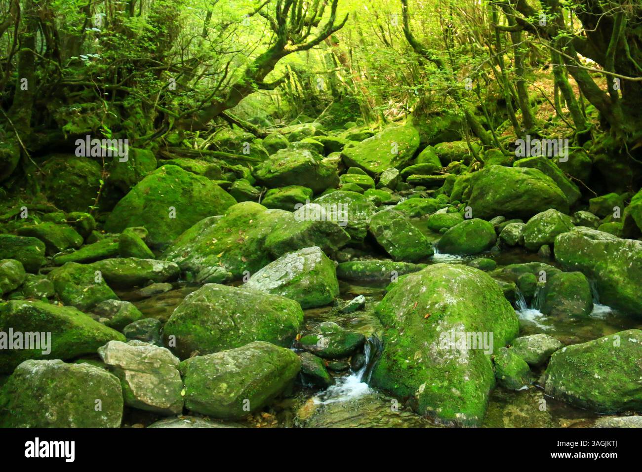 Yakushima island's Yakusugi cedars and moss-covered forest, Shiratani ...