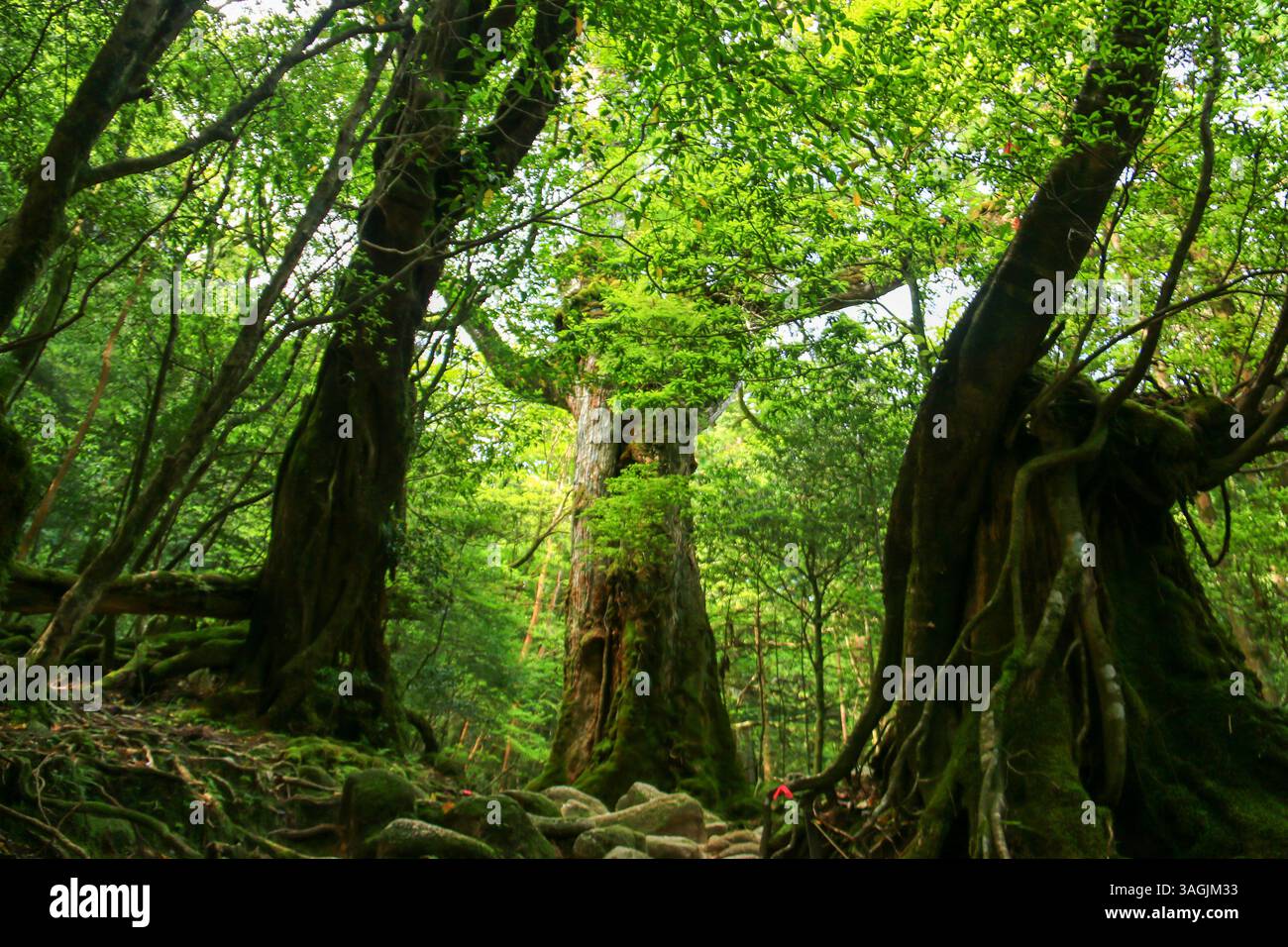 Yakushima island's Yakusugi cedars and moss-covered forest, Shiratani ...