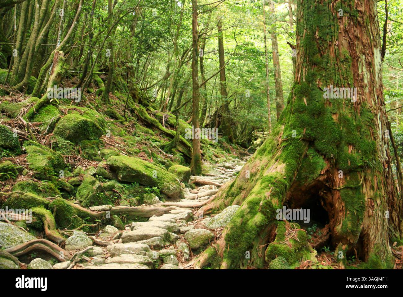 Yakushima island's Yakusugi cedars and moss-covered forest, Shiratani ...