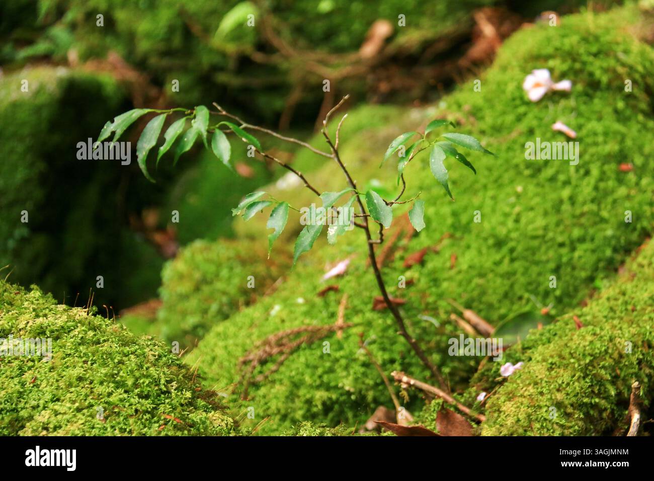 Yakushima island's Yakusugi cedars and moss-covered forest, Shiratani ...