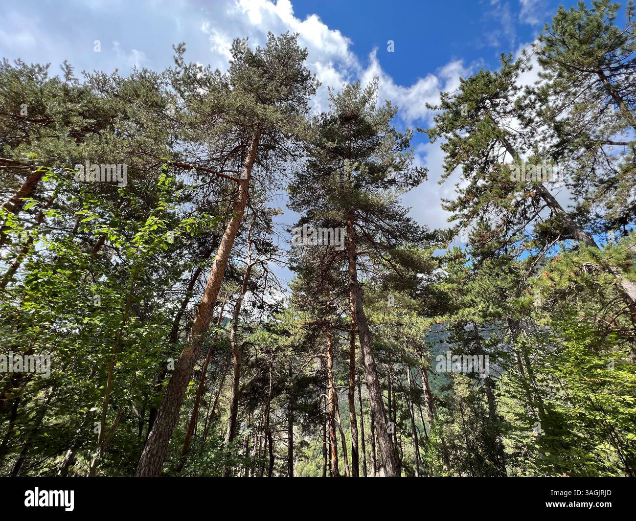 forest of pine trees in the Alps Stock Photo - Alamy