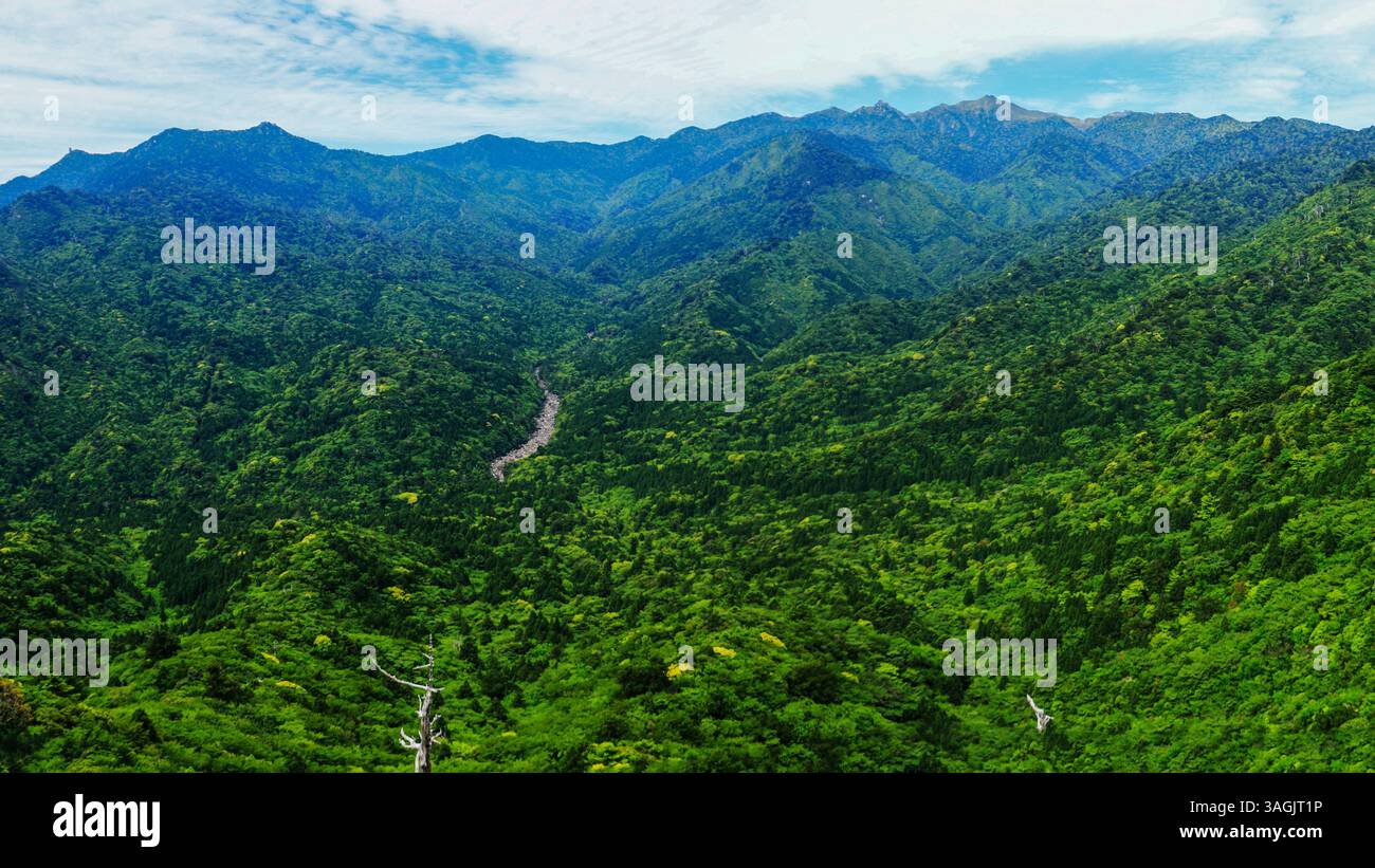 Spectacular view of Kyushu's highest peak Miyanoura-dake and virgin ...