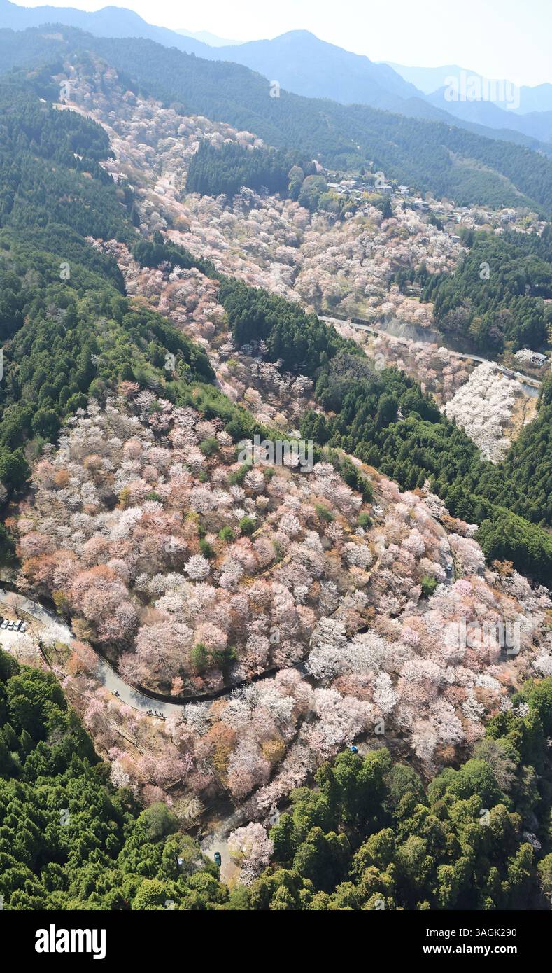 An aerial photo shows cherry blossoms in full bloom at Mt. Yoshino in ...